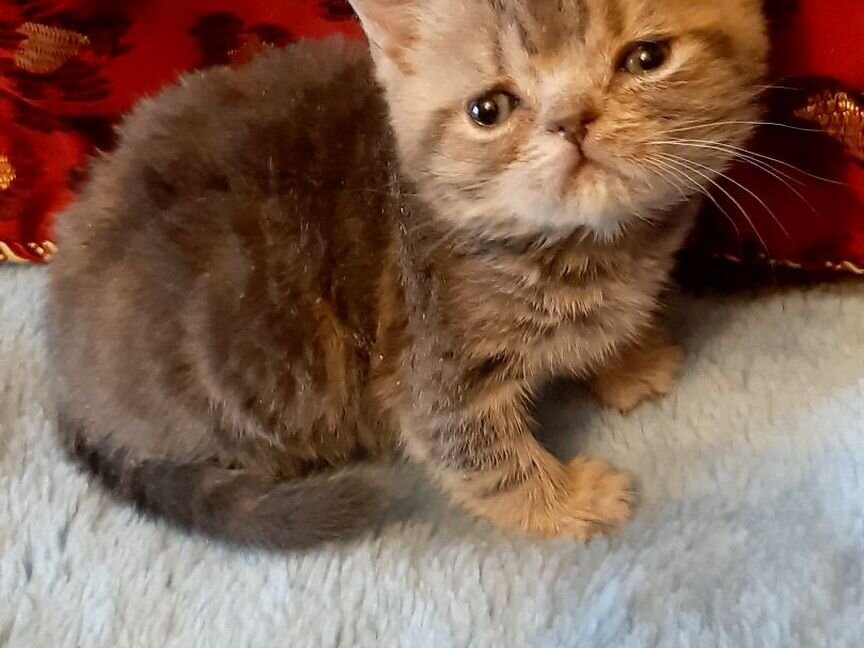 Шотландская кошечка