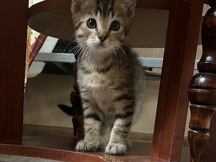 Котенок полосатик