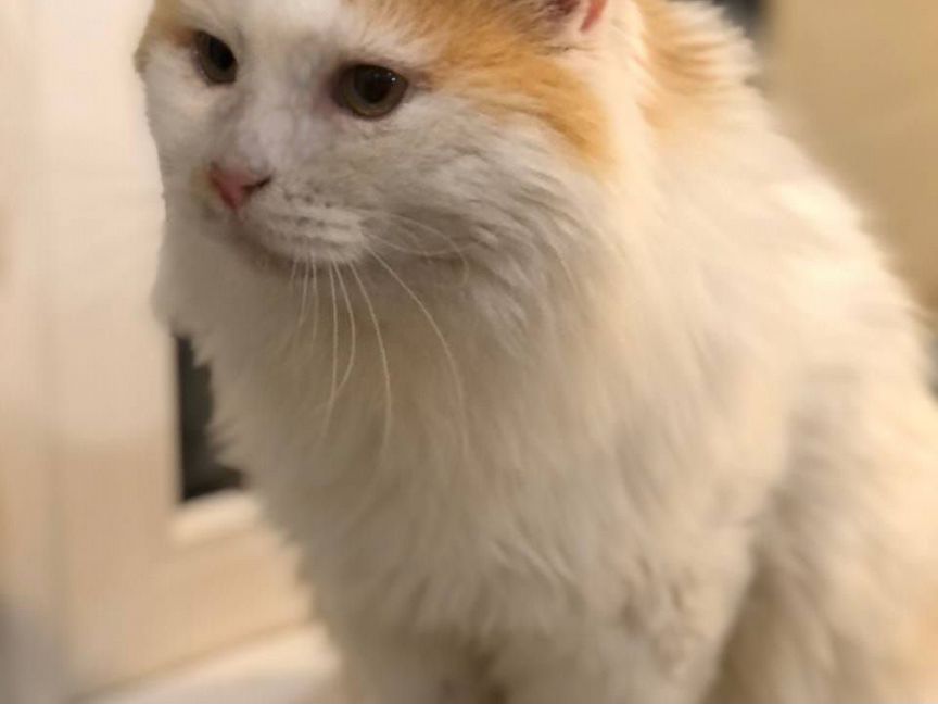 Крупный ласковый котик в добрые руки