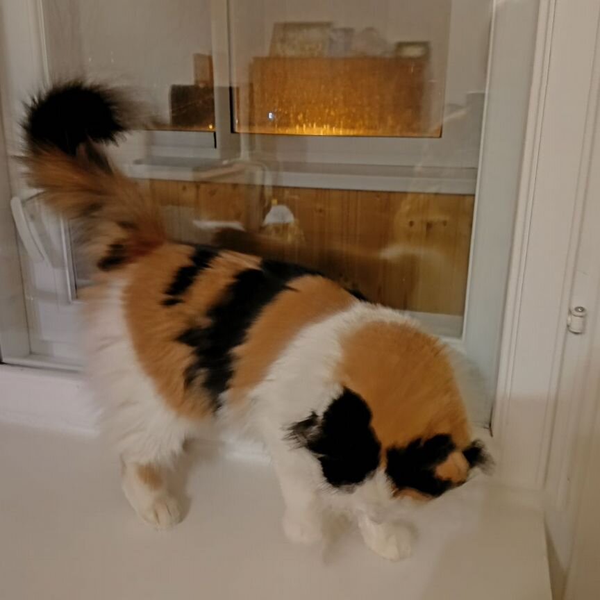 Молодая кошечка ищет дом