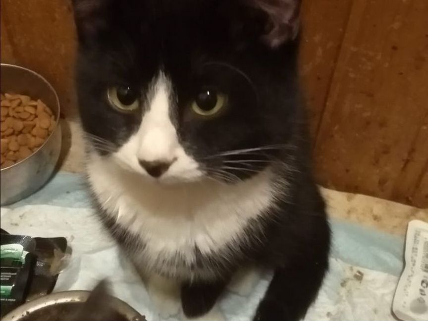 Котенок Алекс