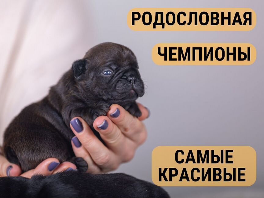 Французский бульдог шоколад