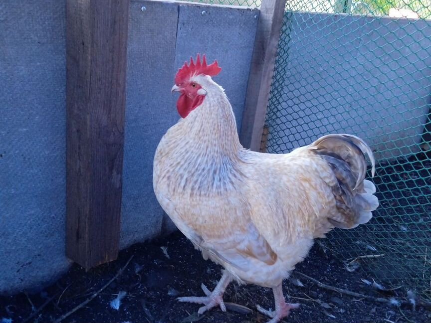 Петушки нидерхайнер и барнивельдер