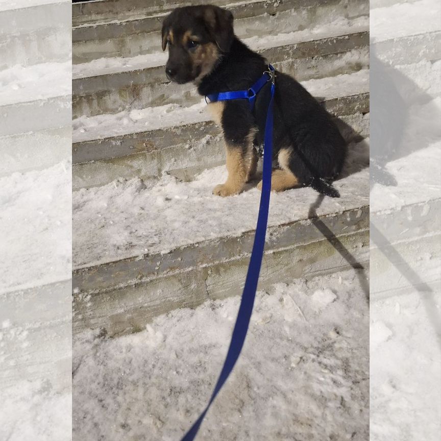 Немецкая овчарка, щенок