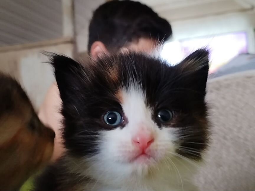 Продажа котят