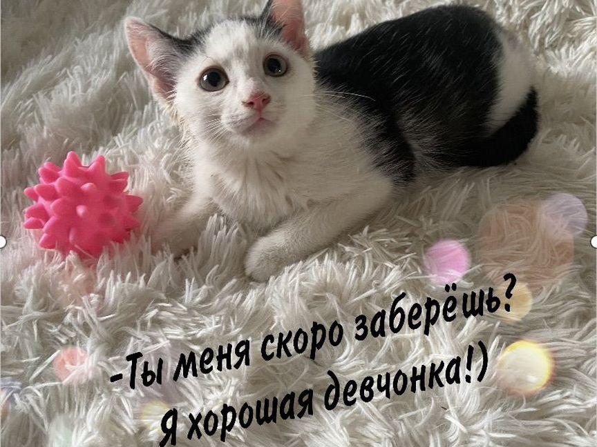 Котята в добрые руки