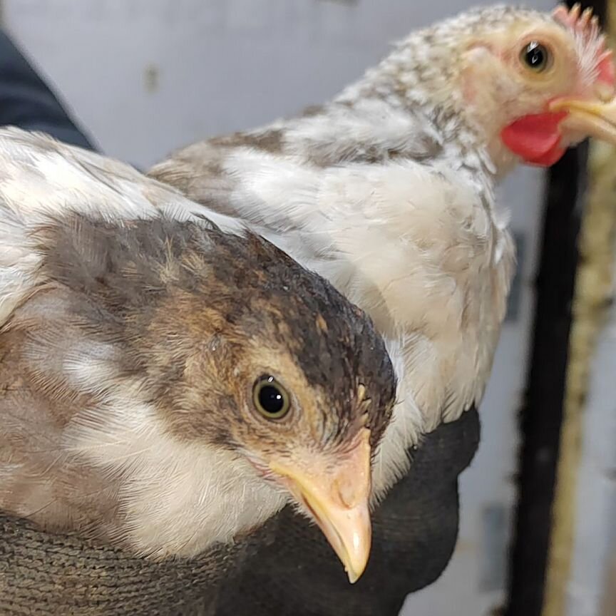 Карликовый кохинхин