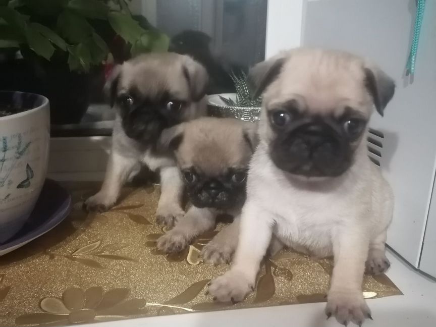 Мопс
