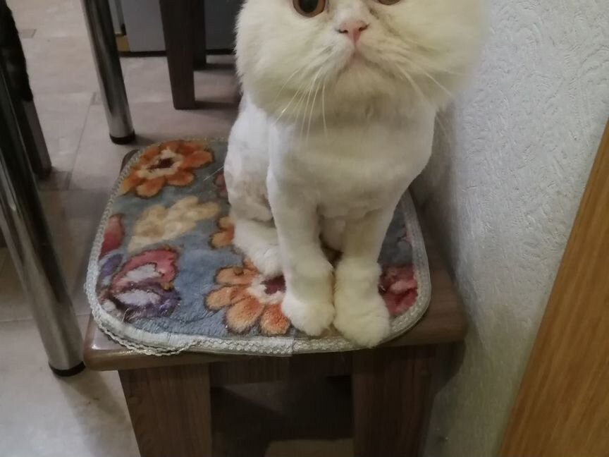 Кремовый персидский кот