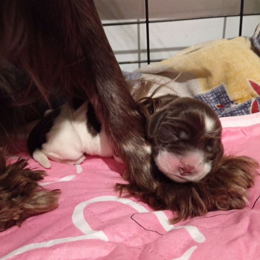 Русский охотничий спаниель, щенок