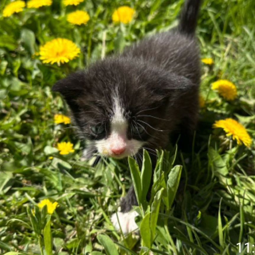 Котёнок в добрые руки