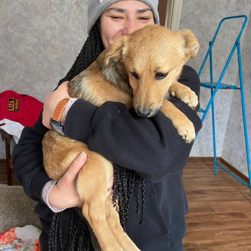 Щенок в добрые руки