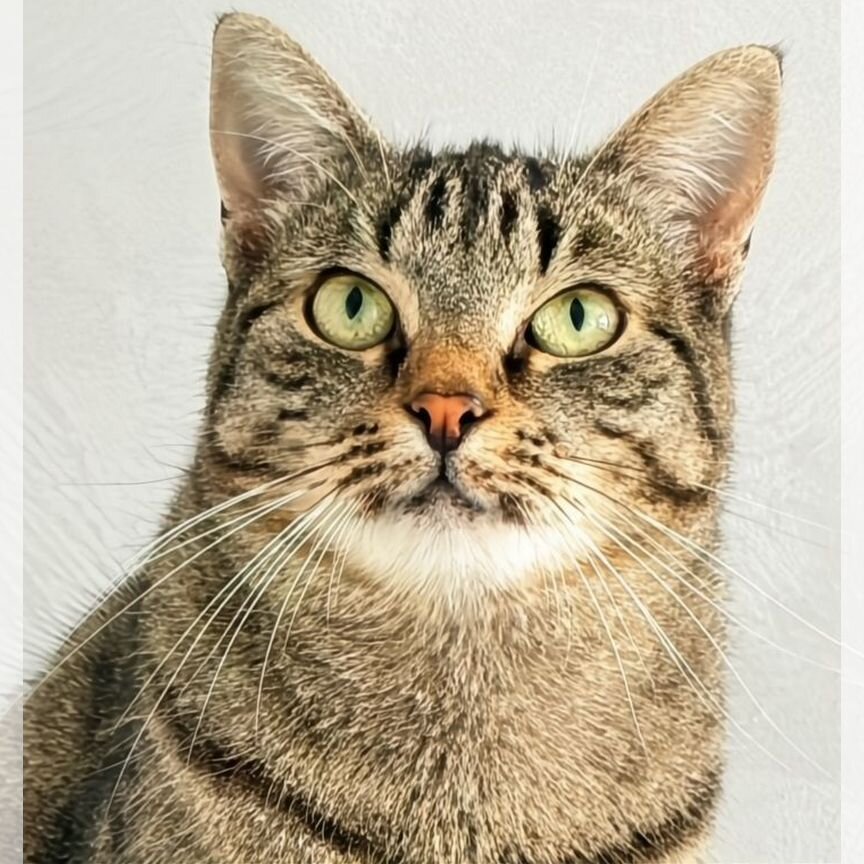 Европейская короткошёрстная, взрослая кошка