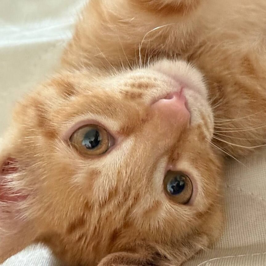 Рыжий котенок мальчик
