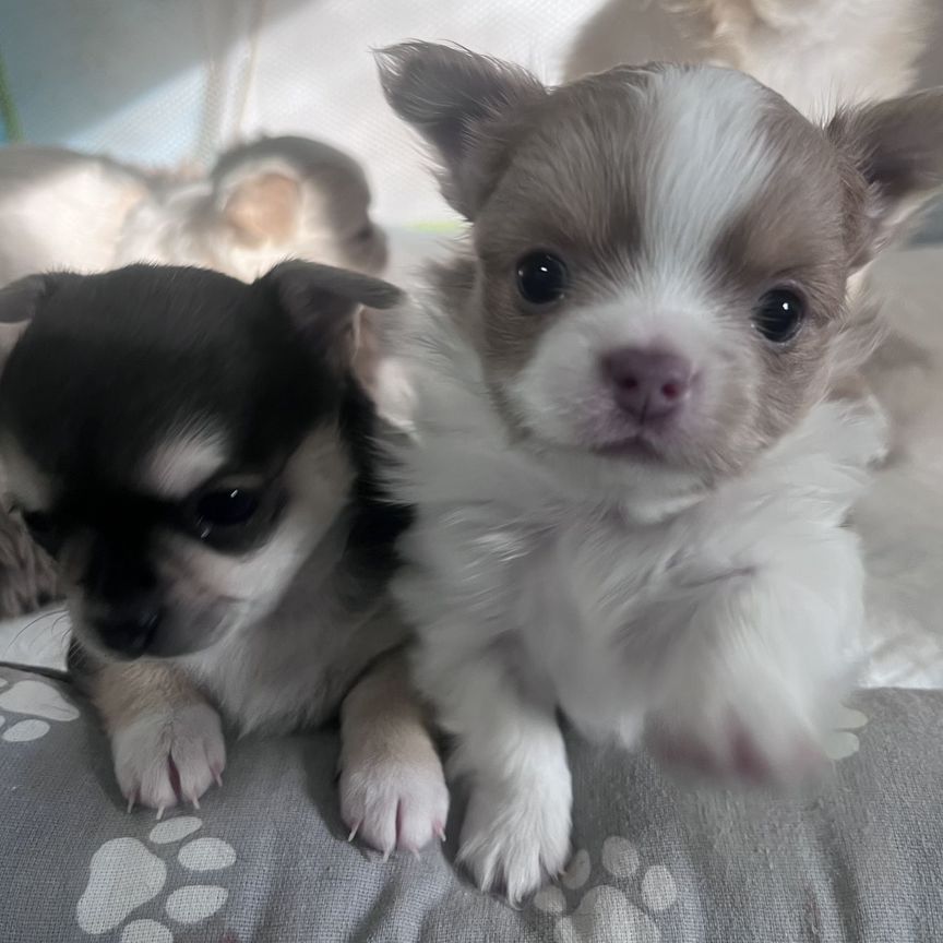 Чихуахуа, щенок