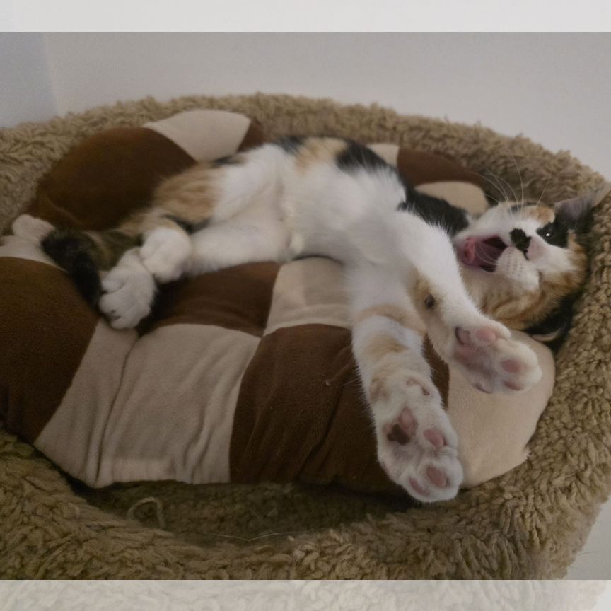 Котёнок в добрые руки