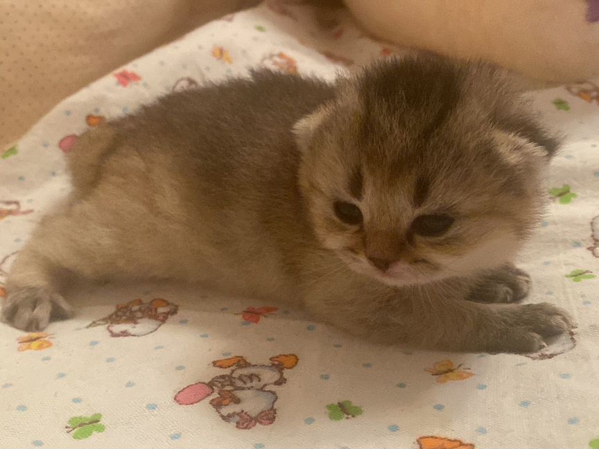 Шотландская шиншилла