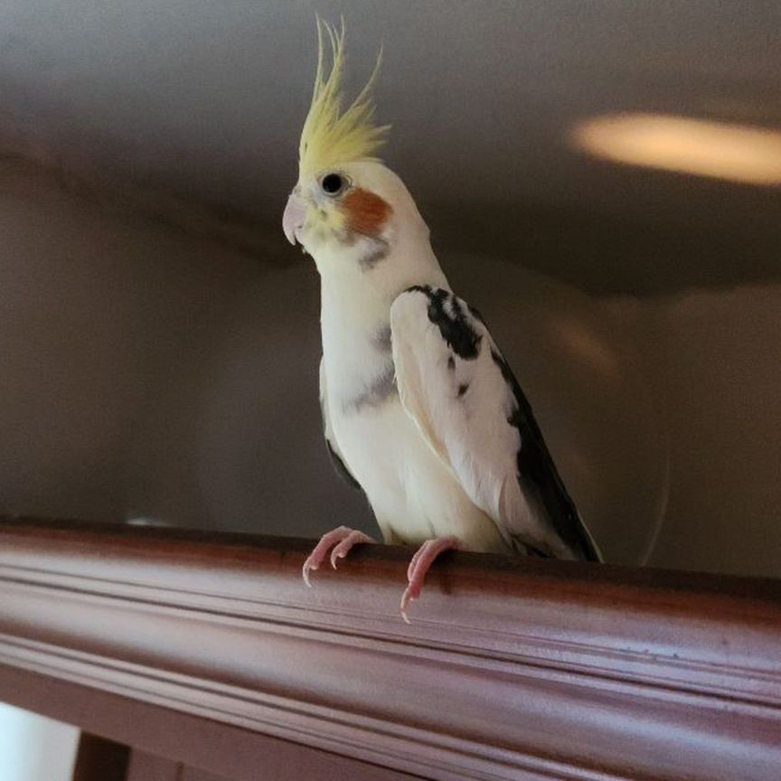 Попугай корелла с клеткой