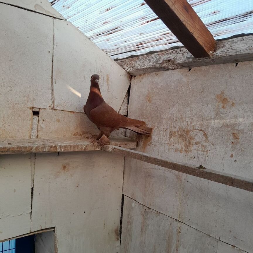 Голубка широкохвостая