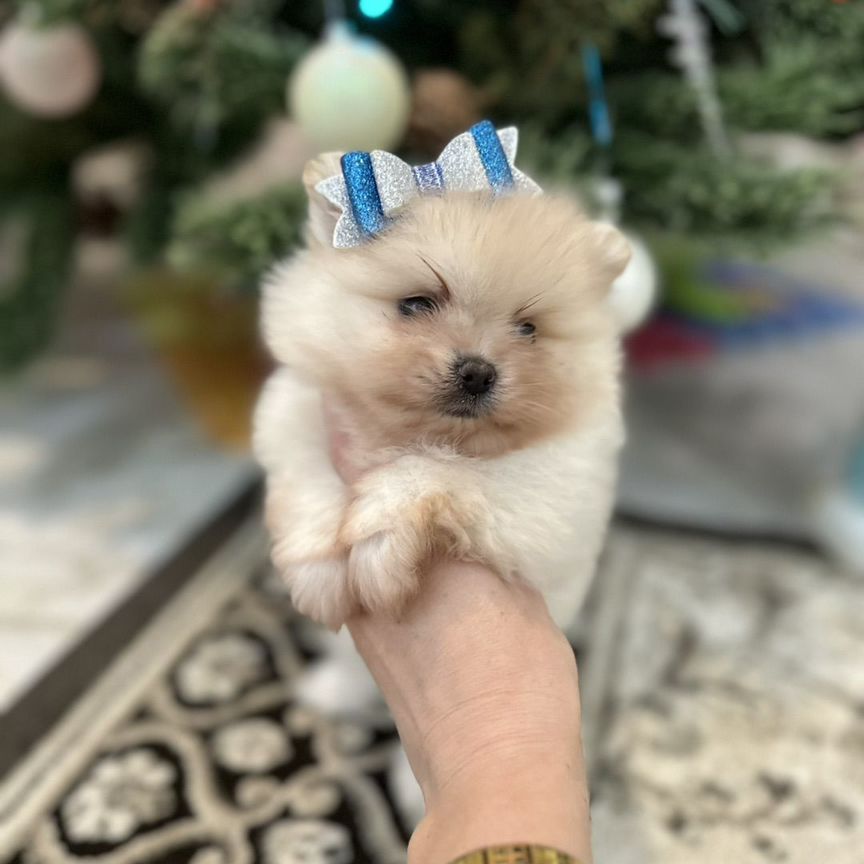 Померанский шпиц, щенок