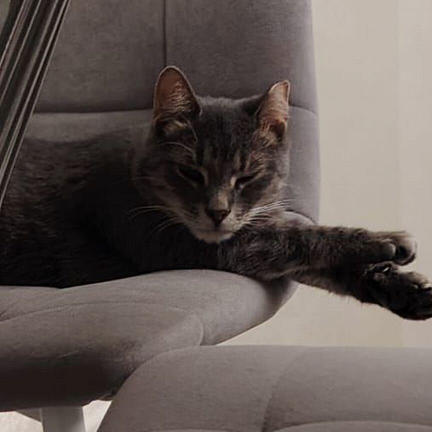 Взрослый кот в добрые руки