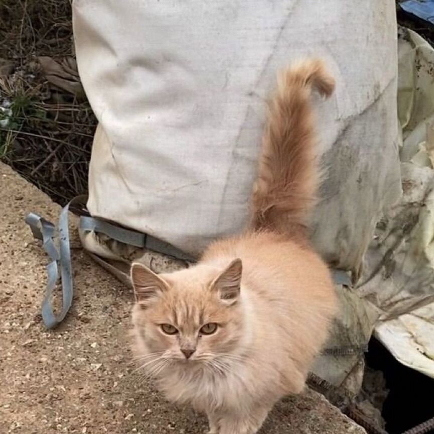 Рыжая малышка в добрые ручки