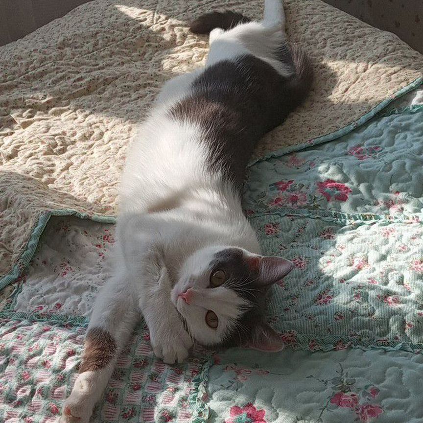 Взрослая кошка в добрые руки