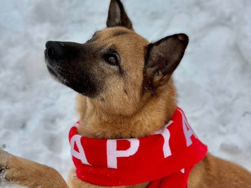 Собака в добрые руки