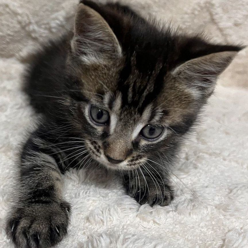 Мейн-кун котёнок