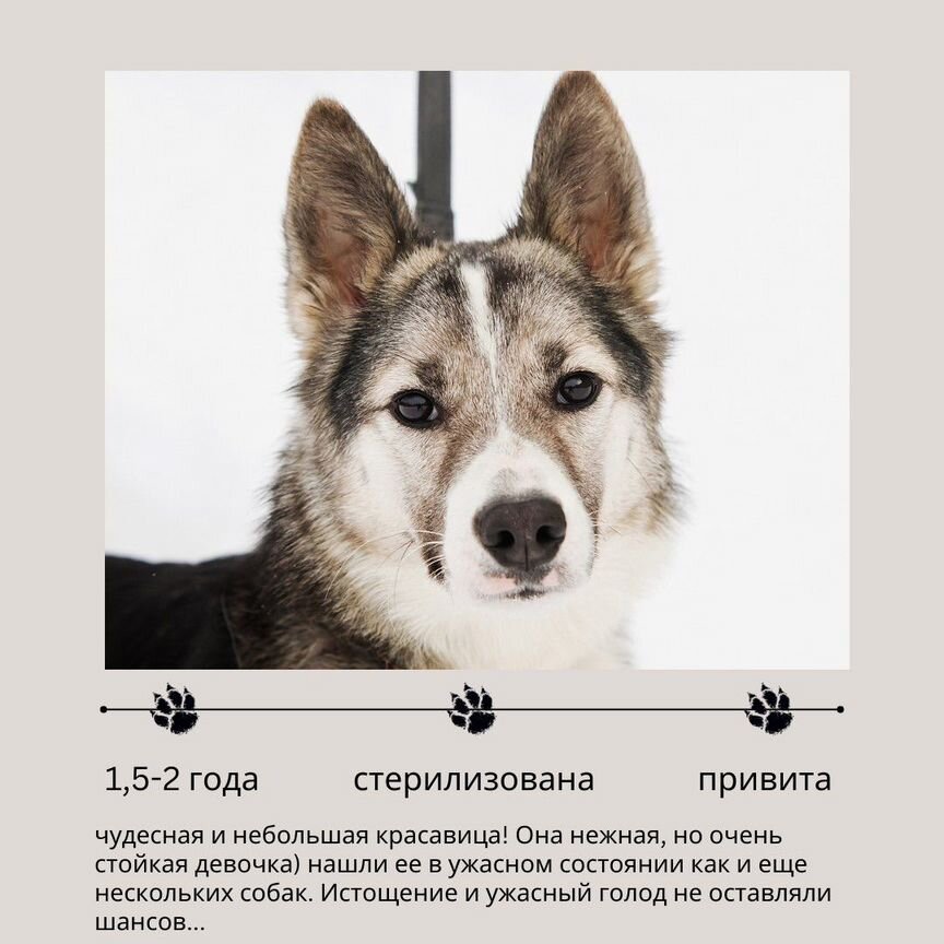 Собака в добрые руки ищу дом иди передержку