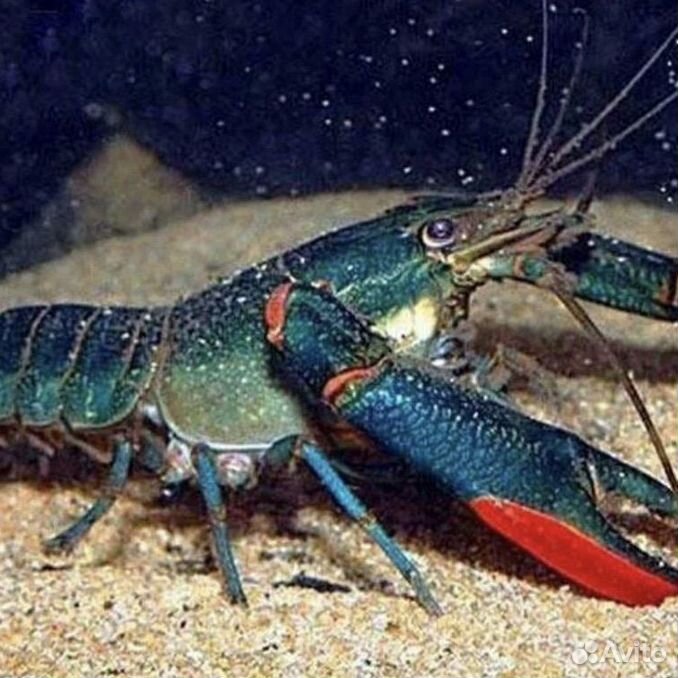 Австралийский красноклешневый рак семья