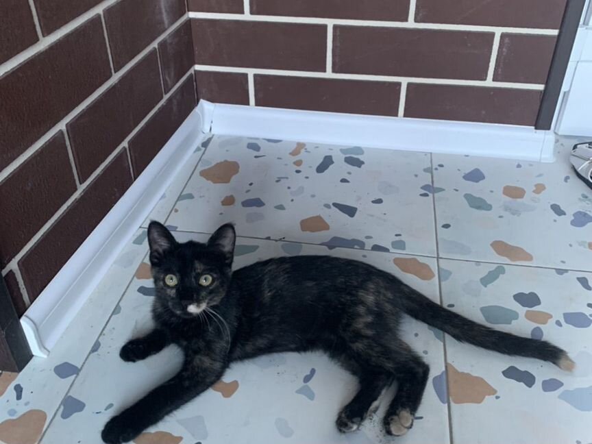 Котенок ищет дом и любящую семью