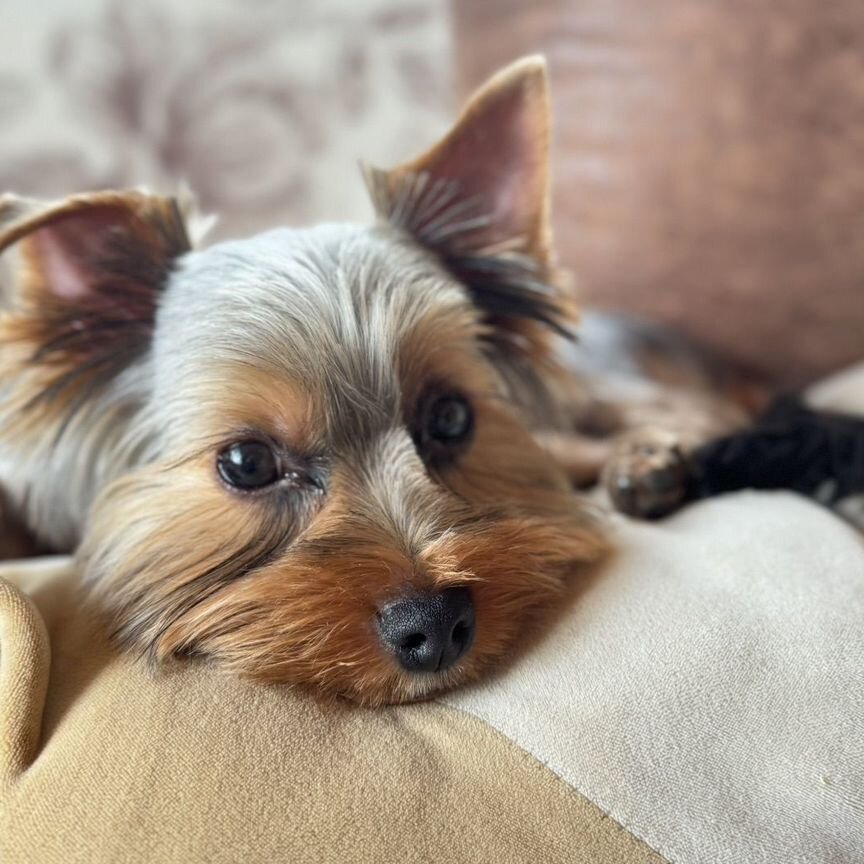 Йоркширский терьер