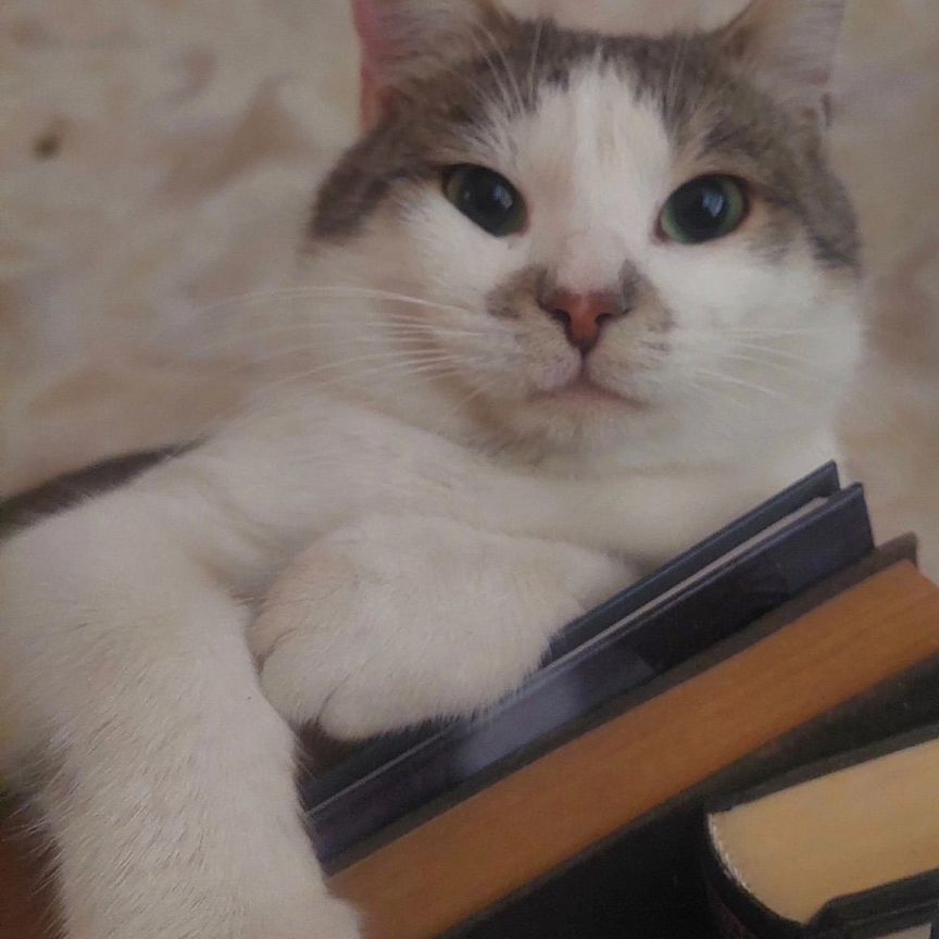 Котик в добрые руки