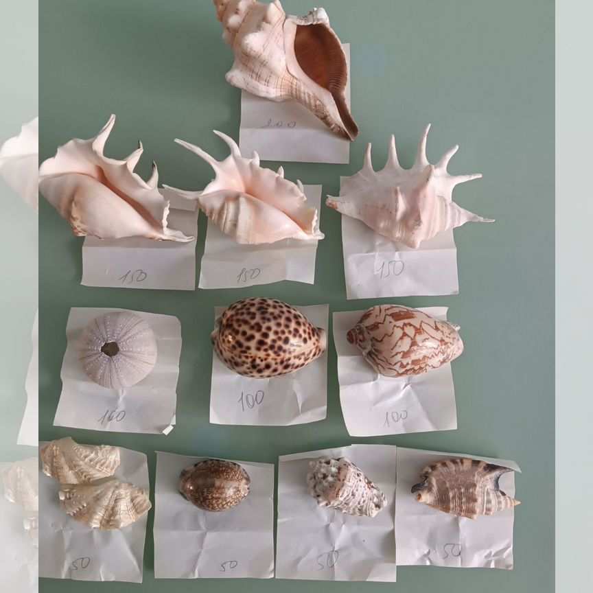 Морские ракушки раковины