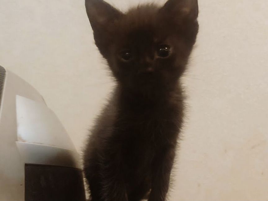 Котенок очень игривый мальчик лоточек 5+