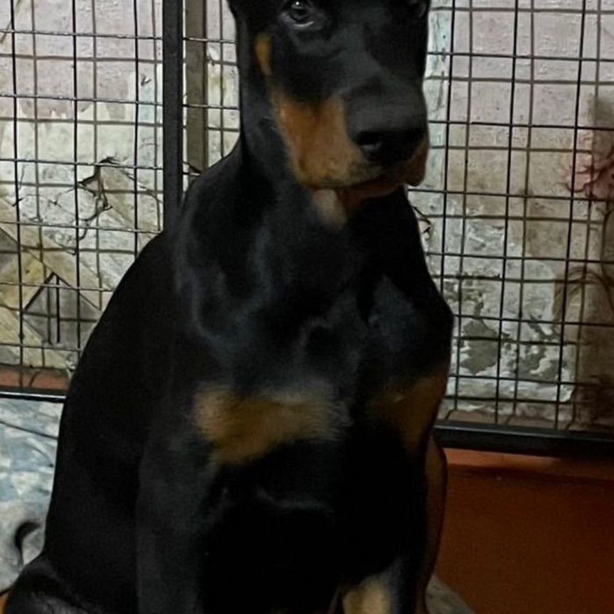 Щенки добермана FCI-RKF