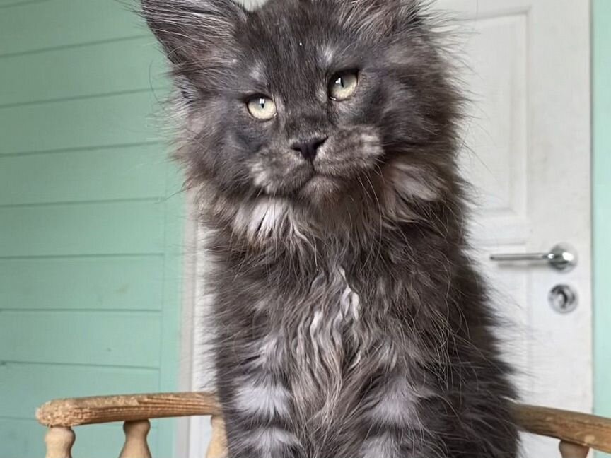 Великолепный дымный котик