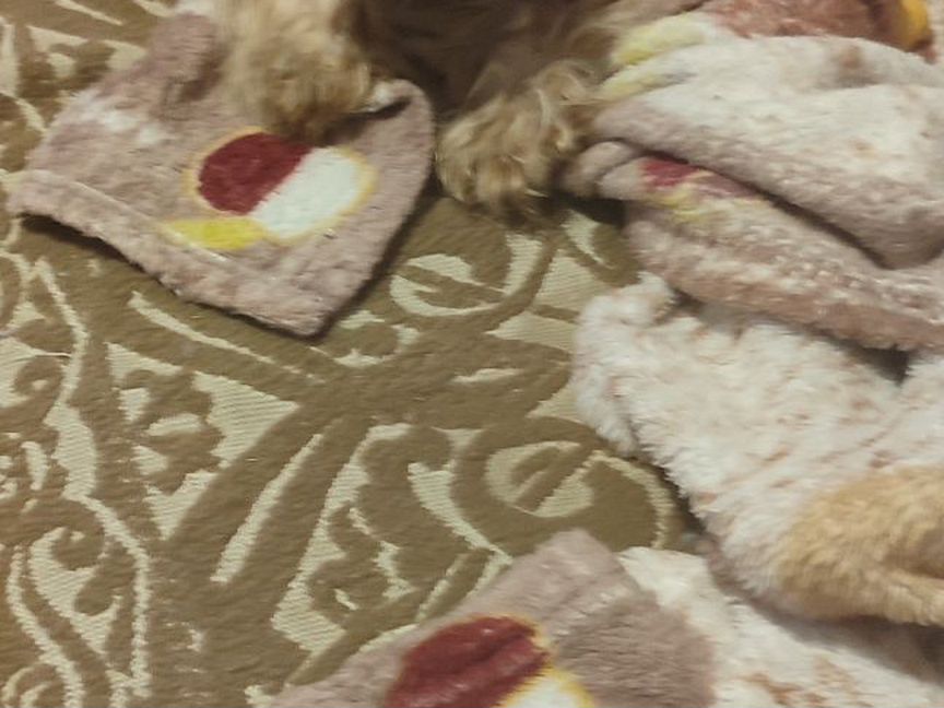 Йоркширский терьер девочка стандарт