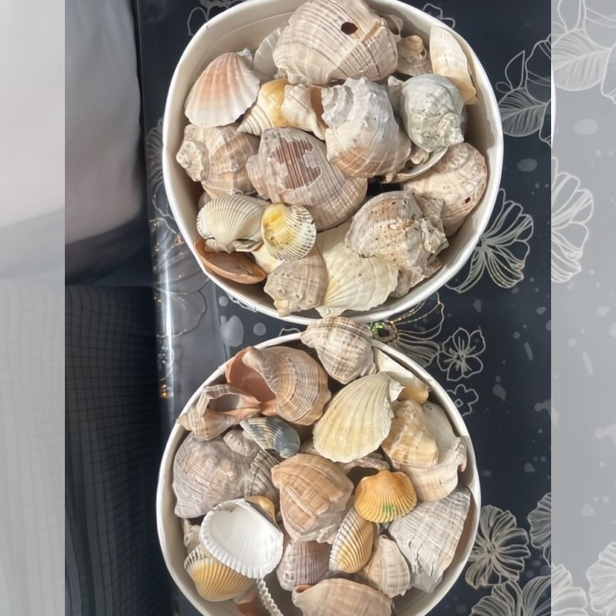 Морские ракушки раковины
