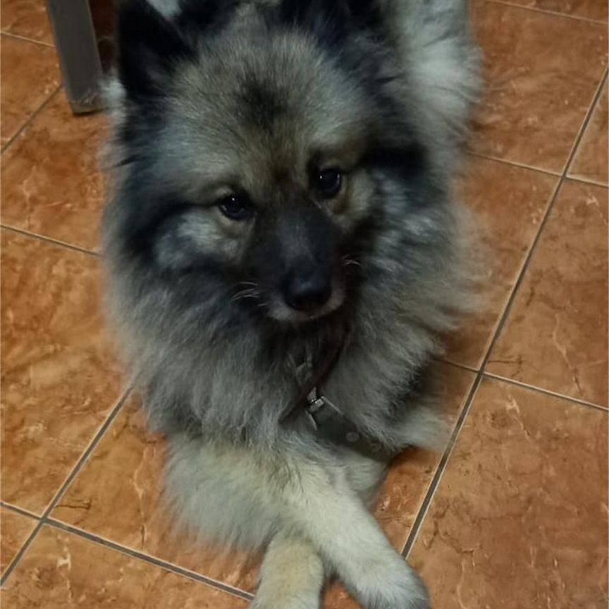 Эльзе необходима новая семья