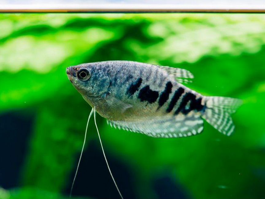 Гурами мраморный