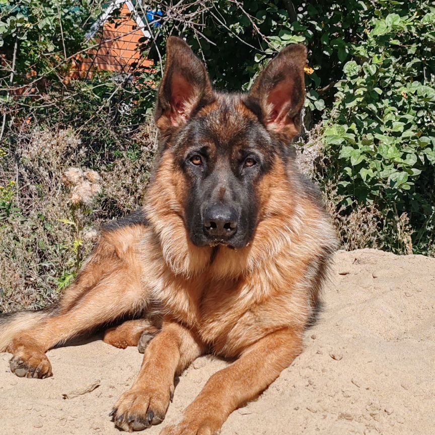 Немецкая овчарка