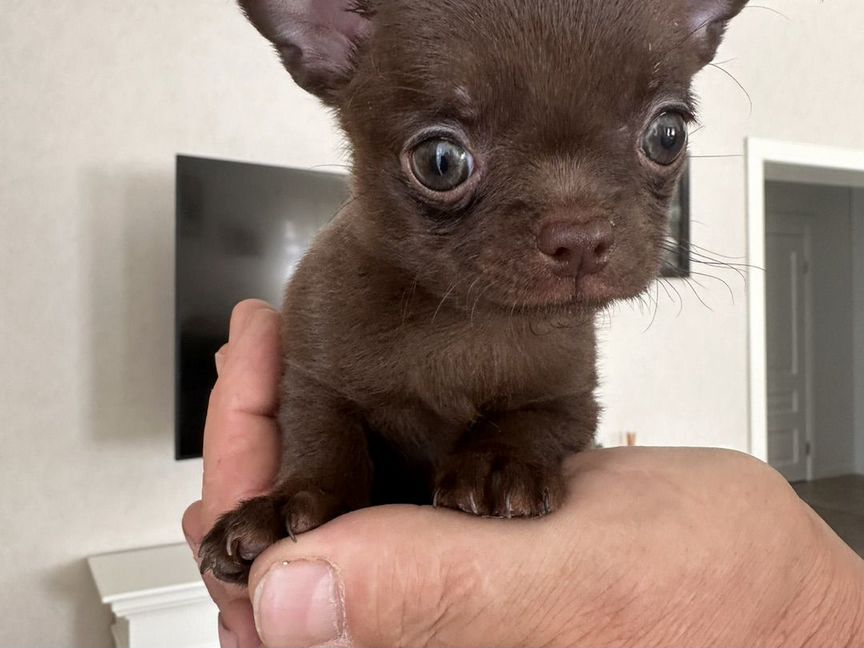 Щенки чихуахуа мини