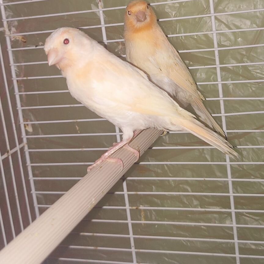 Канарейка кенар