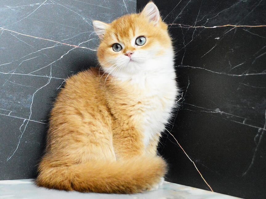 Кот
