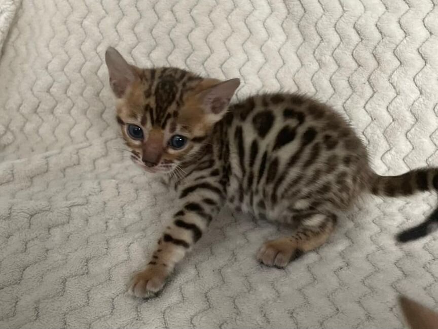 Бенгальская кошка