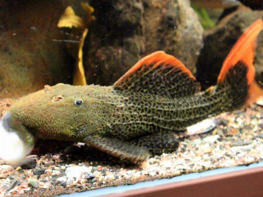 L-600 Кактус Ред Фин (Pseudacanthicus Leopardus)