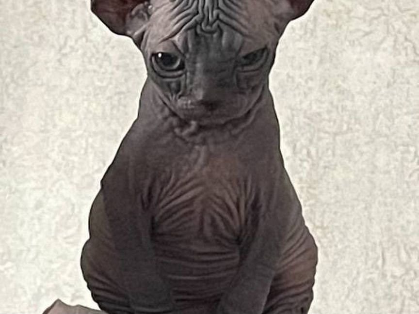 Канадский сфинкс котенок