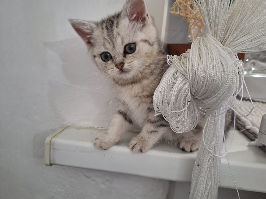 Шотландская графитовая